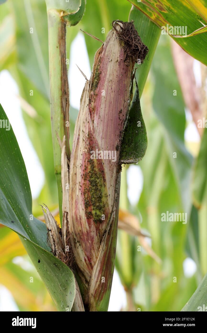 Corn aphid hi-res stock photography and images - Alamy