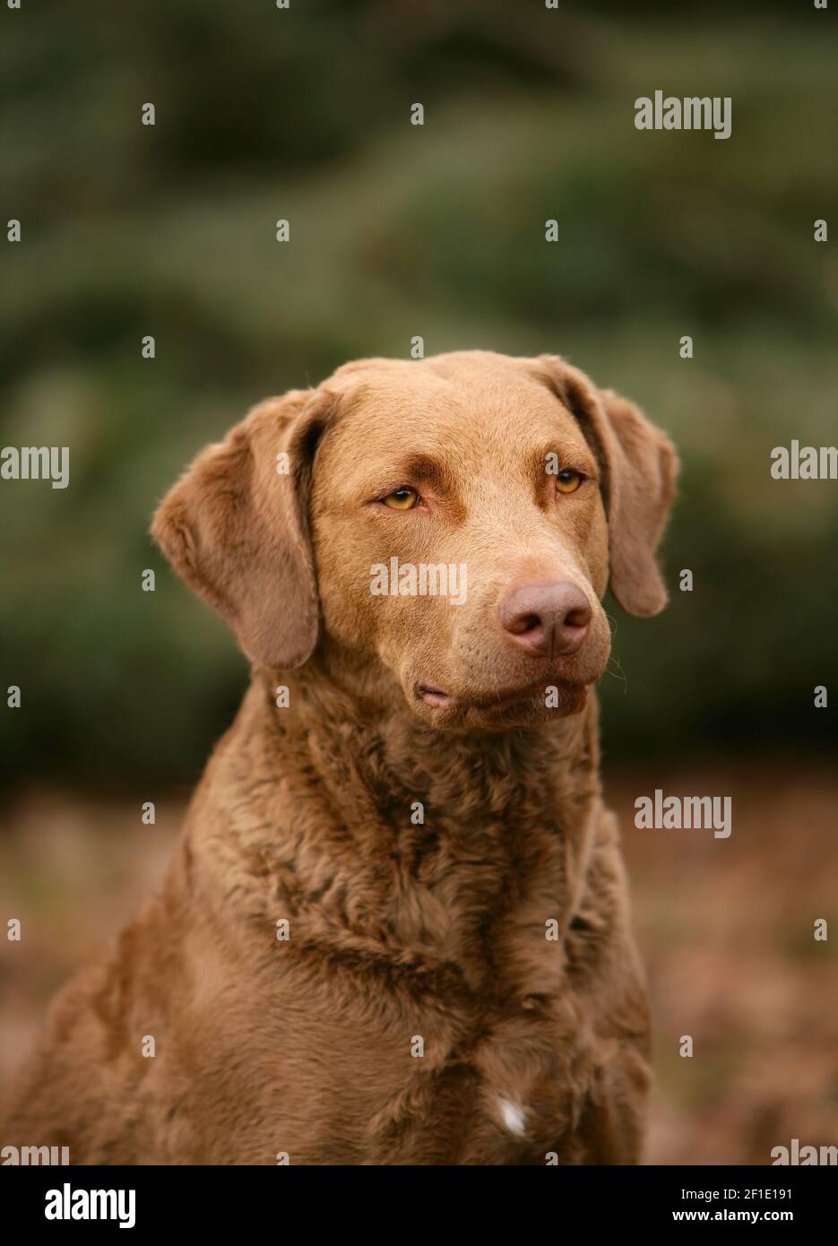 A vertical portrait of an endearing typical Chesapeake Bay Retriever ...