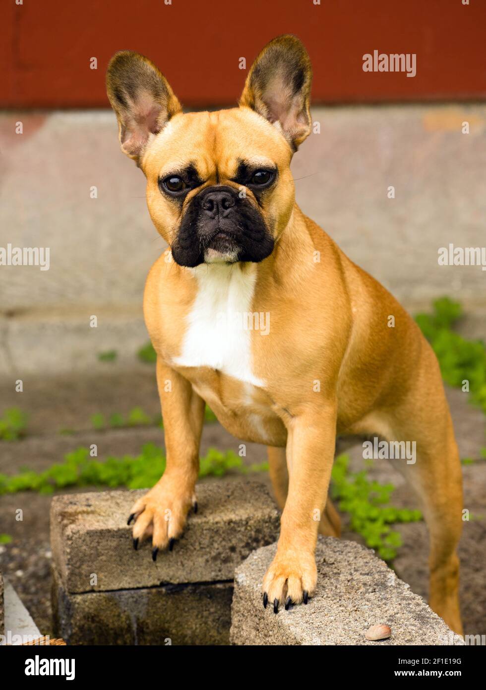 French Bulldog Pure Breed Canine Dog Animal Frenchie Stock Photo - Alamy