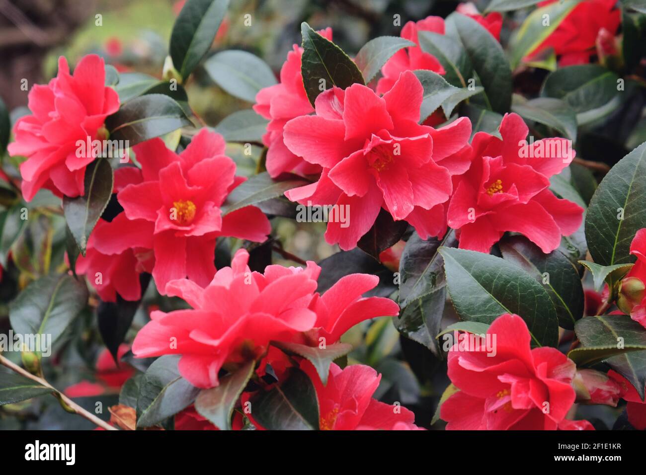 Camellia freedom bell hi-res stock photography and images - Alamy
