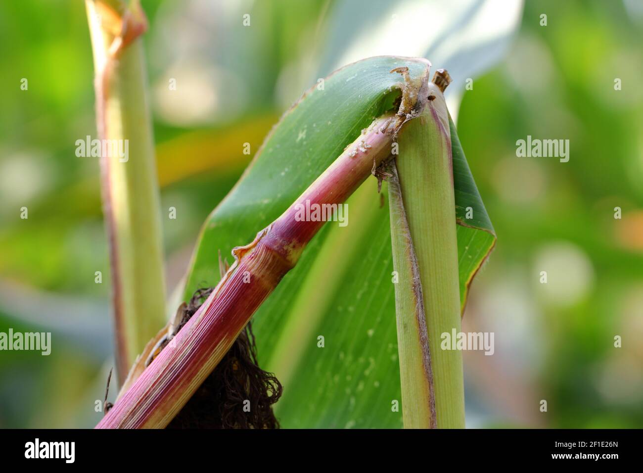 Corn stalk damaged by caterpillar of The European corn borer or borer ...