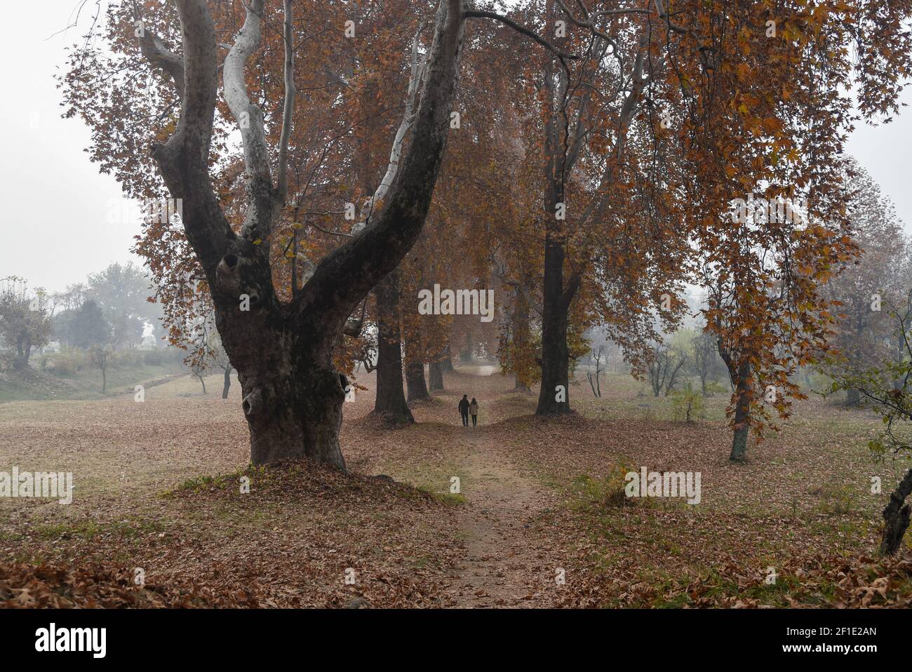 View of changed colours of Maple leaves at a Mughal garden during the ...