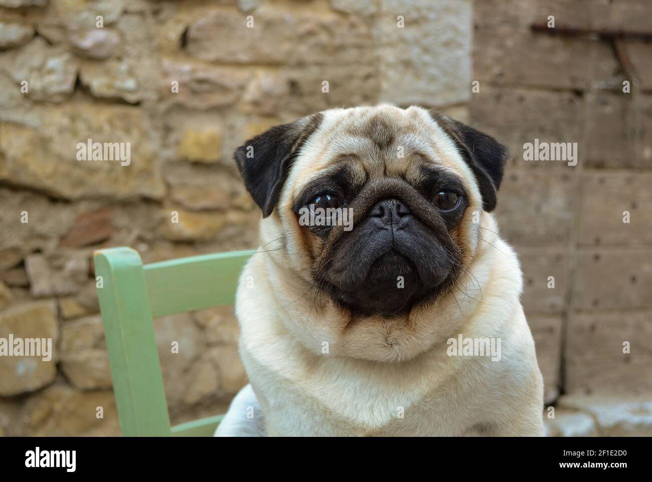An adorable cream colored pug dog sitting on a chair outside Stock ...