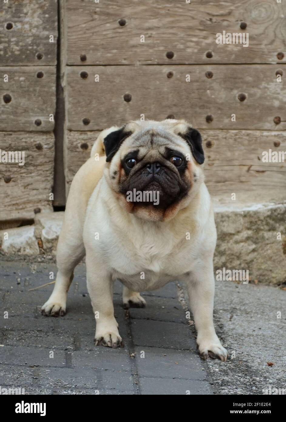 An adorable cream colored pug dog standing outside Stock Photo - Alamy