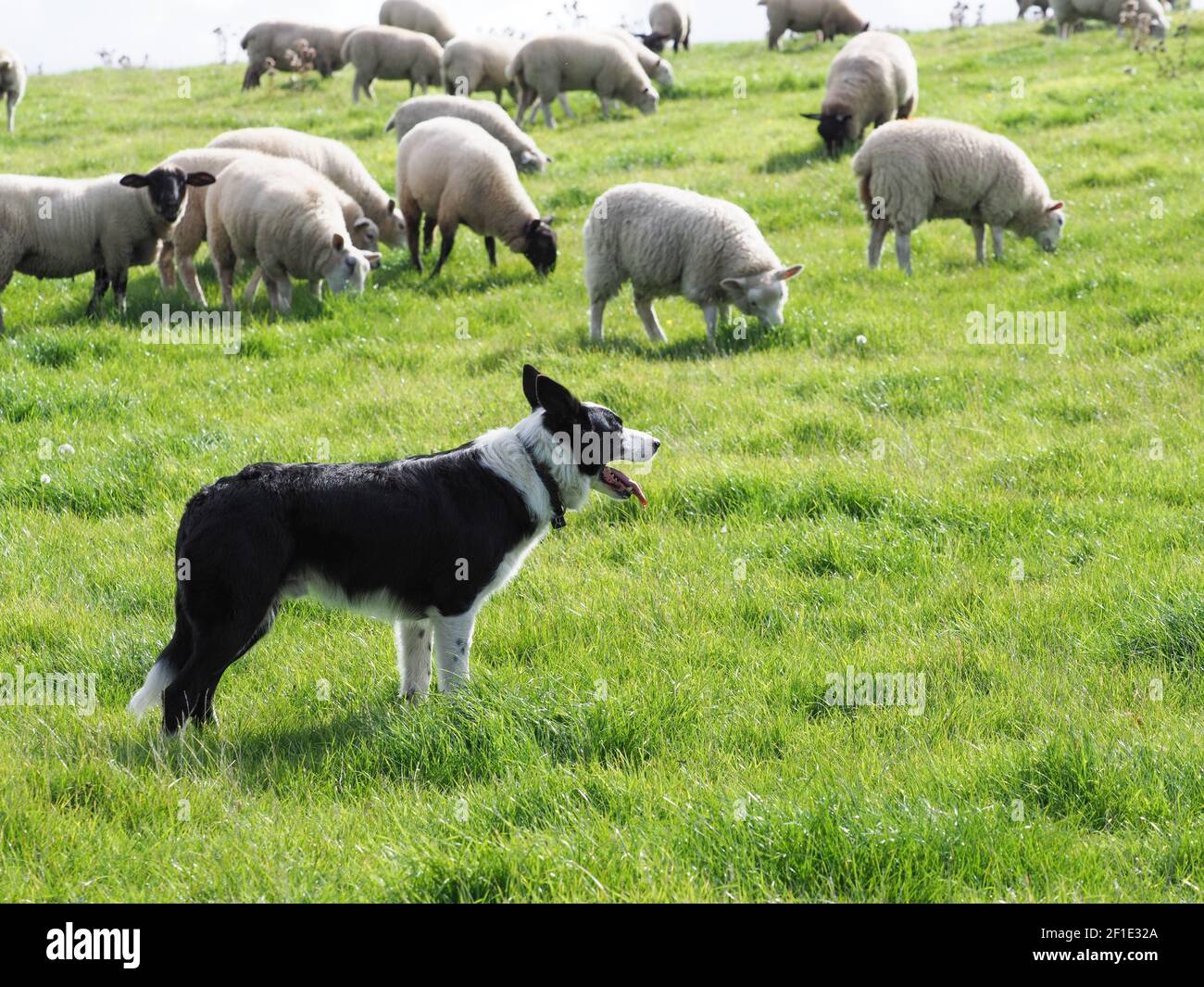 A working sheep dog moves a large flock of sheep through a field Stock ...