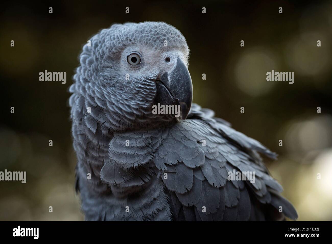Black Beak Parrot Hatchling