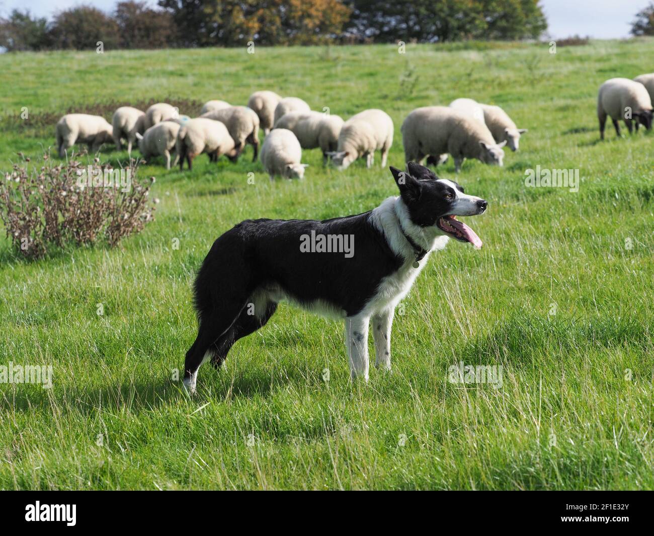 A working sheep dog moves a large flock of sheep through a field Stock ...