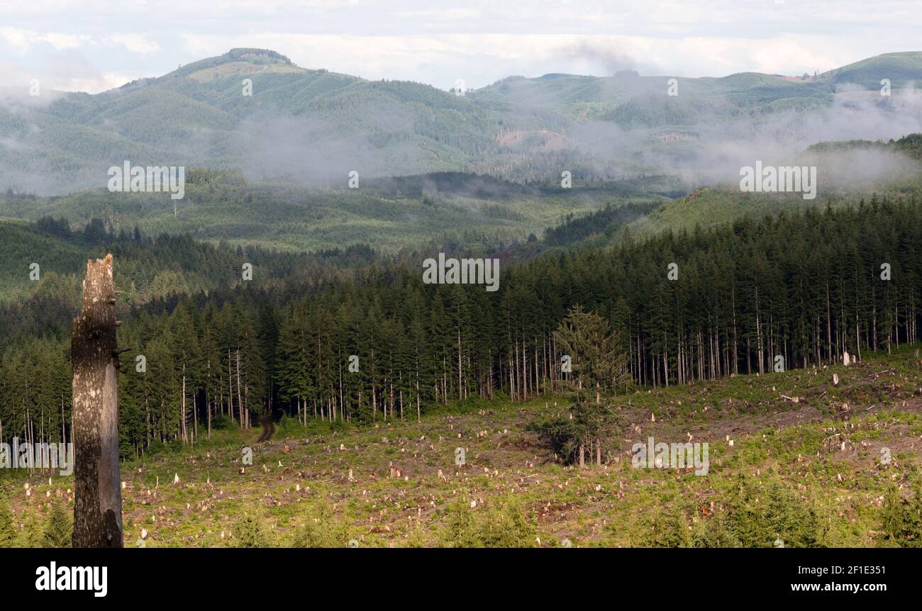 Foggy Mountain Clearcut Logging Effect Tree Stumps Deforestation Stock ...