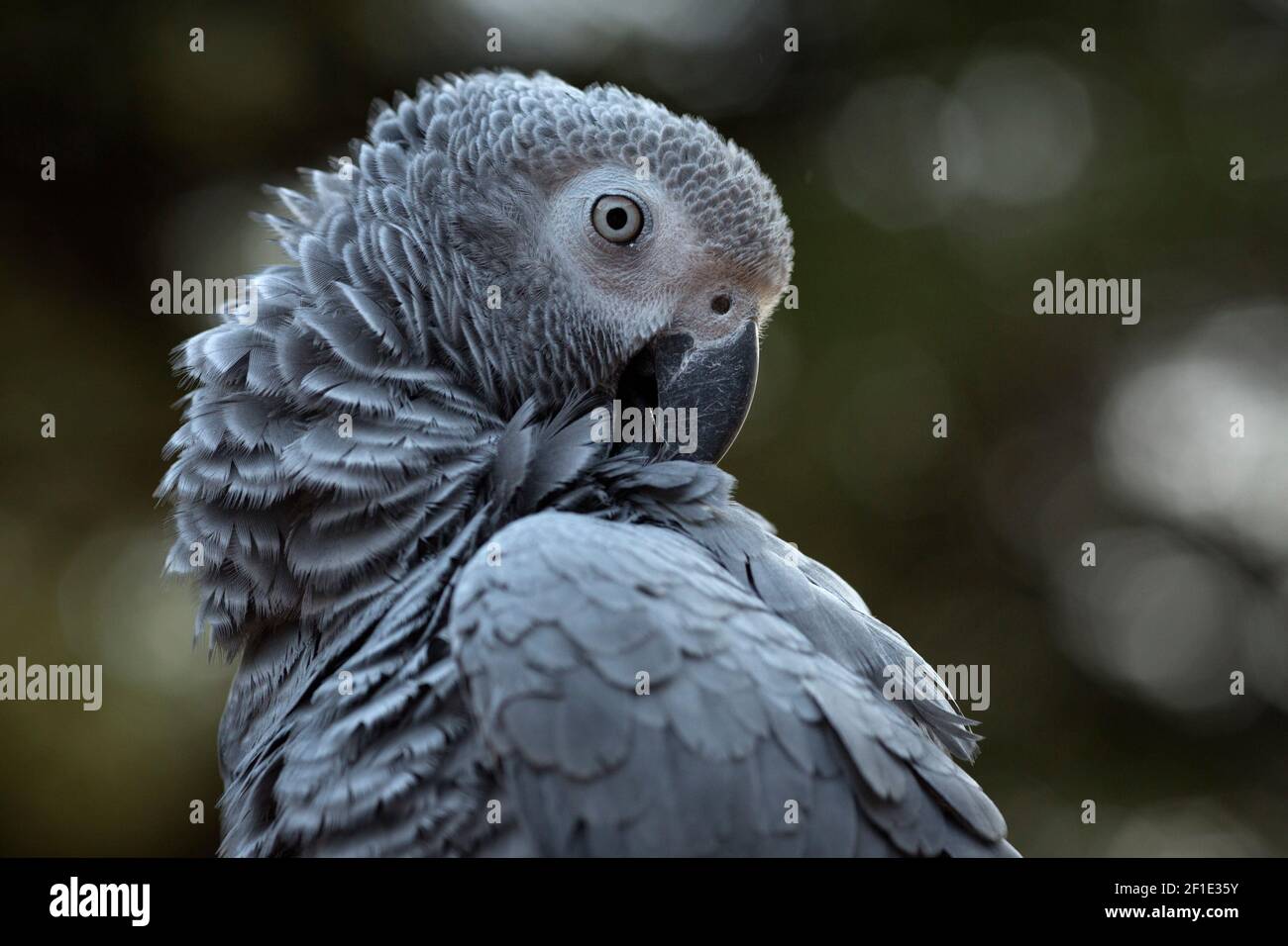African Grey Parrot Stock Photo - Alamy