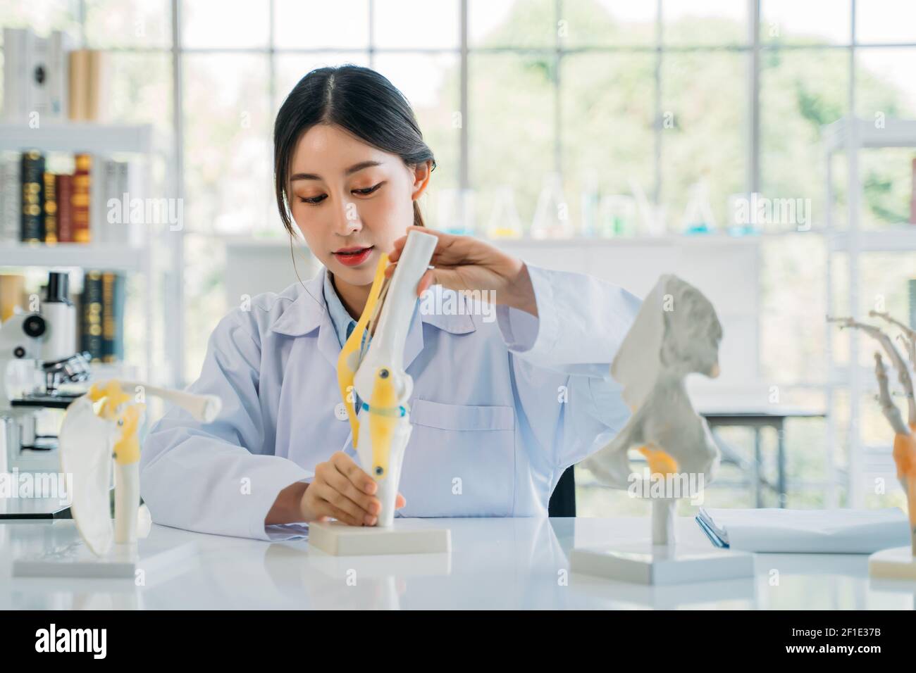 Bone model hi-res stock photography and images - Alamy