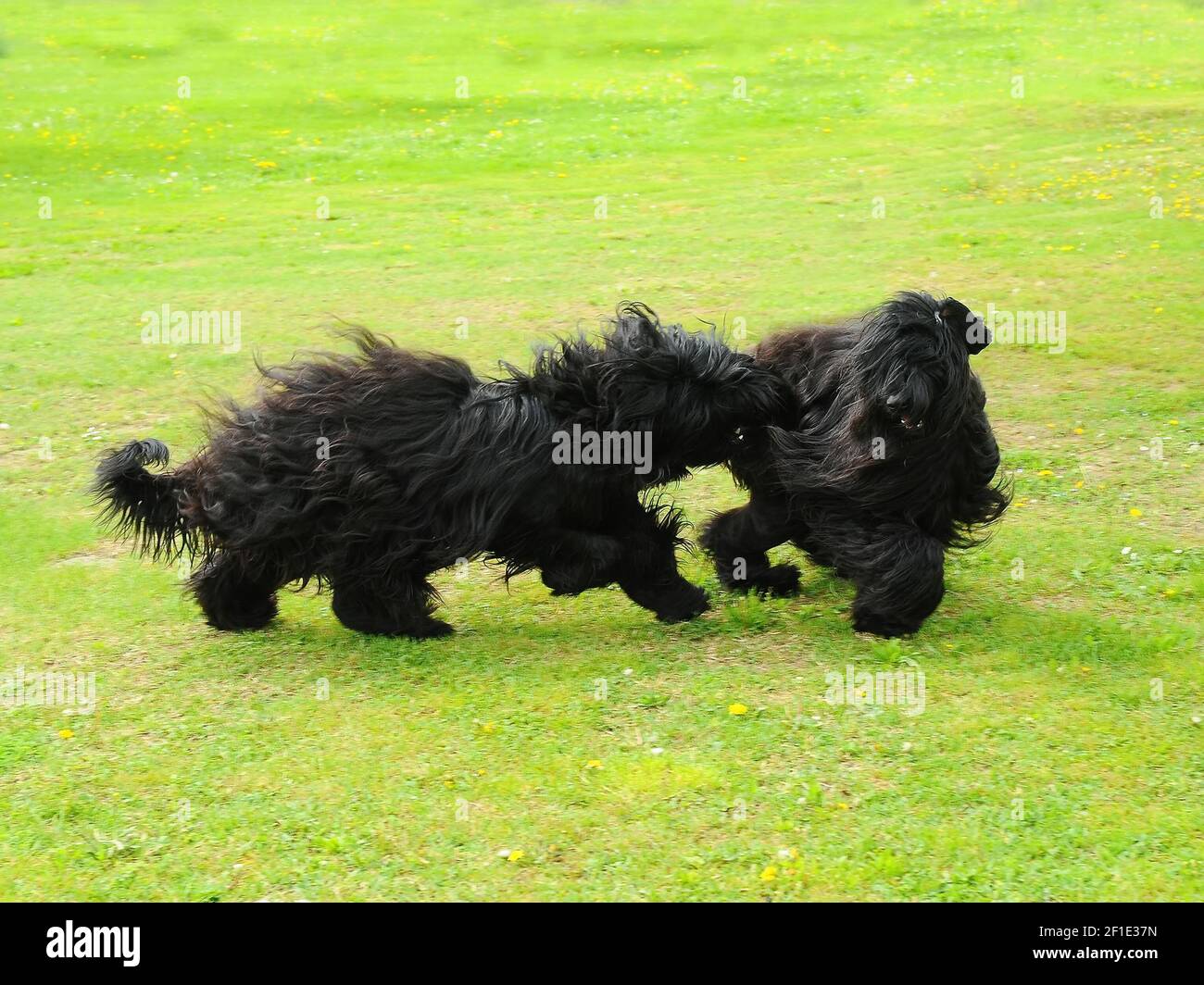 A closeup of funny black Briard dogs playing in a park Stock Photo - Alamy