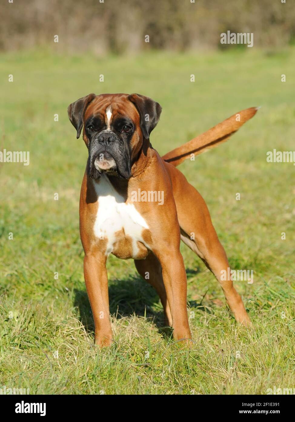 An adorable tricolor boxer dog standing in a park Stock Photo - Alamy