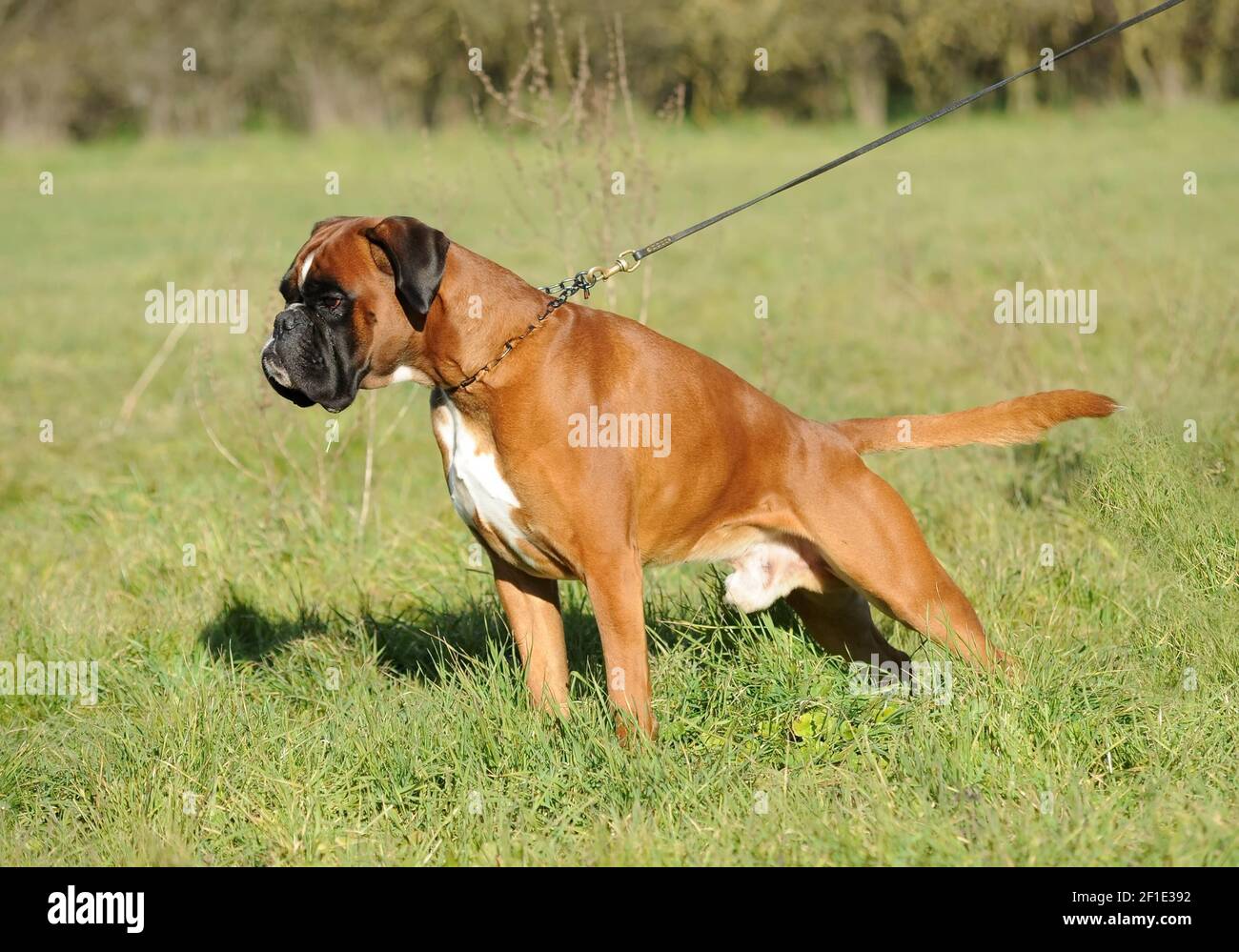 An adorable tricolor boxer dog standing in a park Stock Photo - Alamy