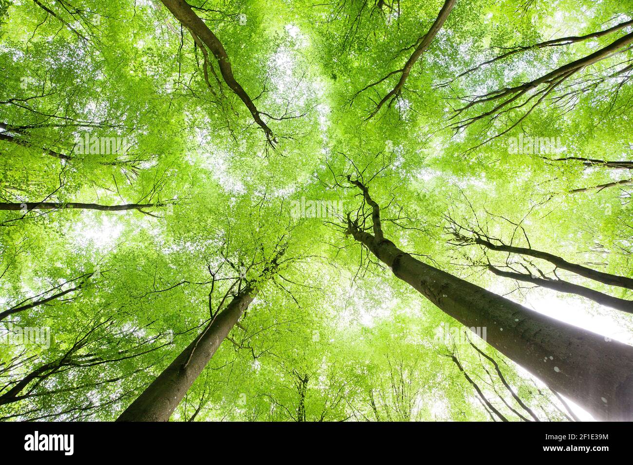 Canopy of trees hi-res stock photography and images - Alamy