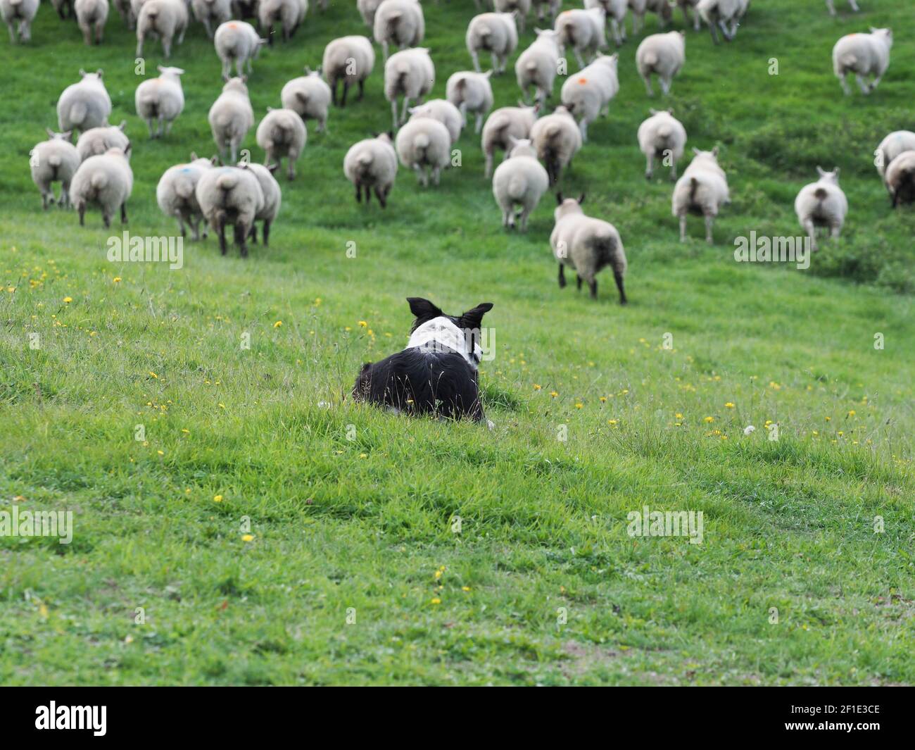 A working sheep dog moves a large flock of sheep through a field Stock ...