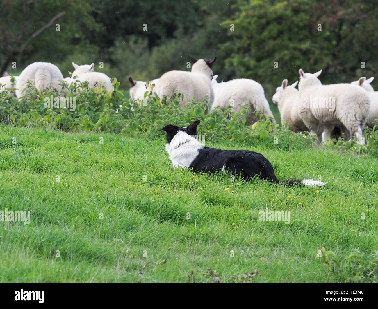 A working sheep dog moves a large flock of sheep through a field Stock ...