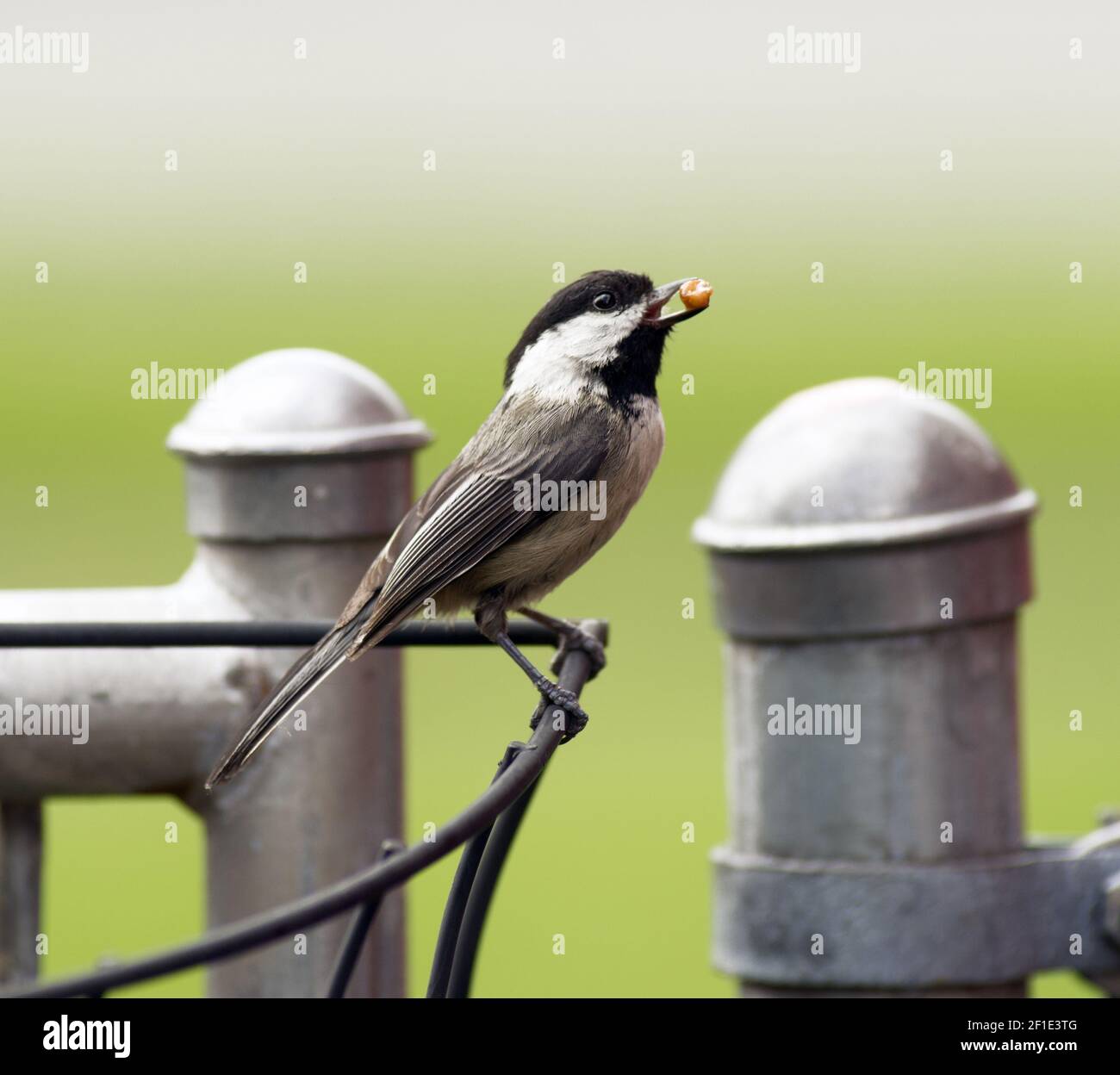 Black capped chickadee young hi-res stock photography and images - Alamy