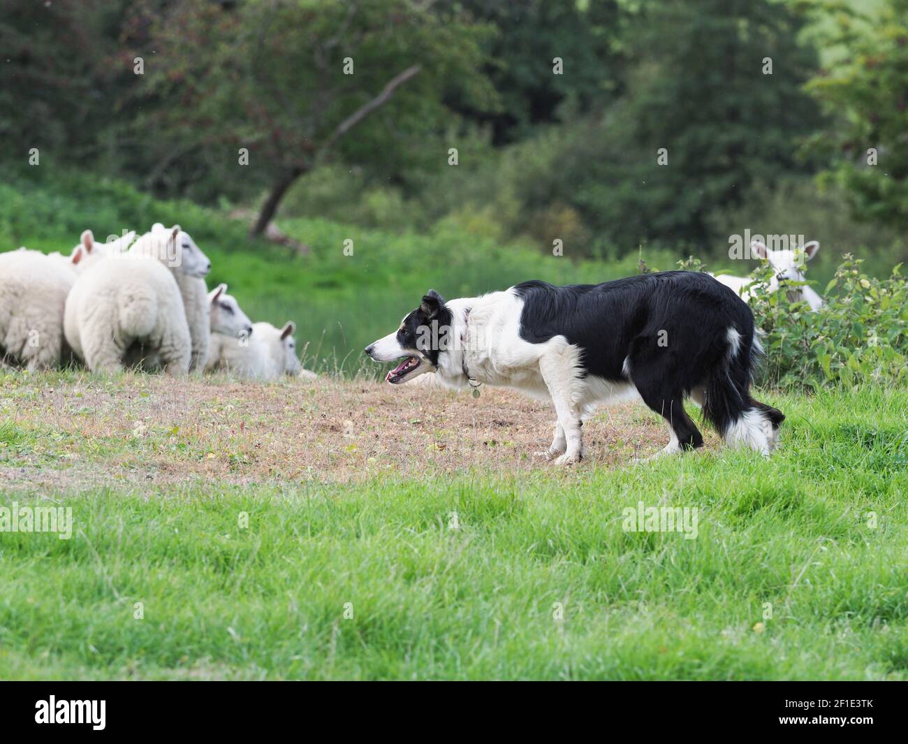 A working sheep dog moves a large flock of sheep through a field Stock ...
