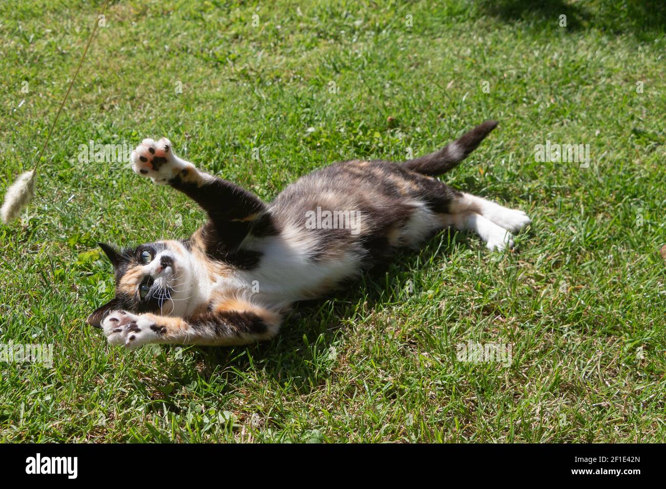 Tortoiseshell cat playing lying in a garden Stock Photo - Alamy