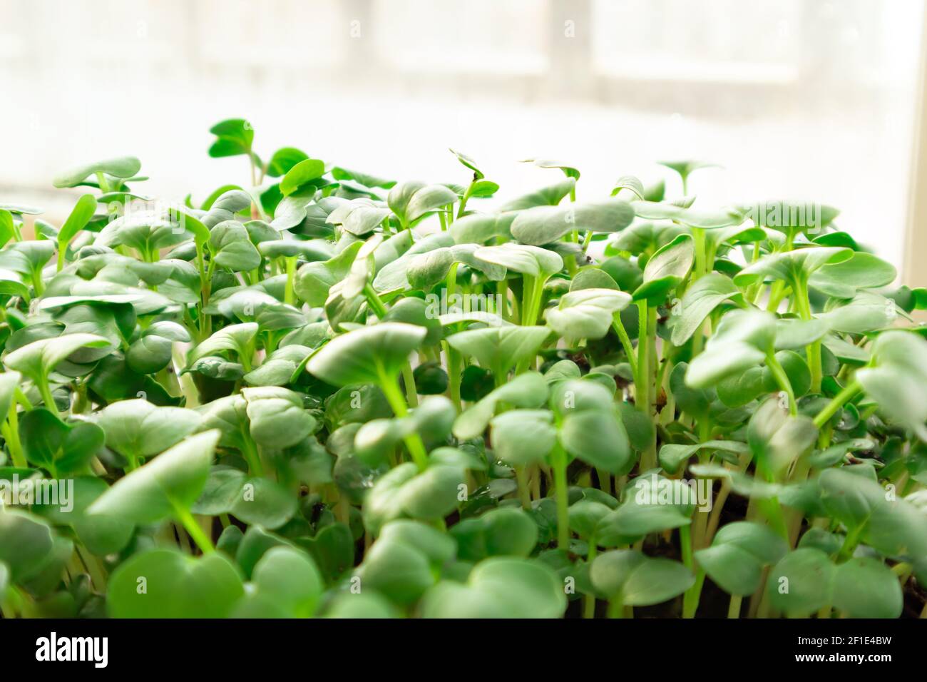 Radish growing container hi-res stock photography and images - Alamy