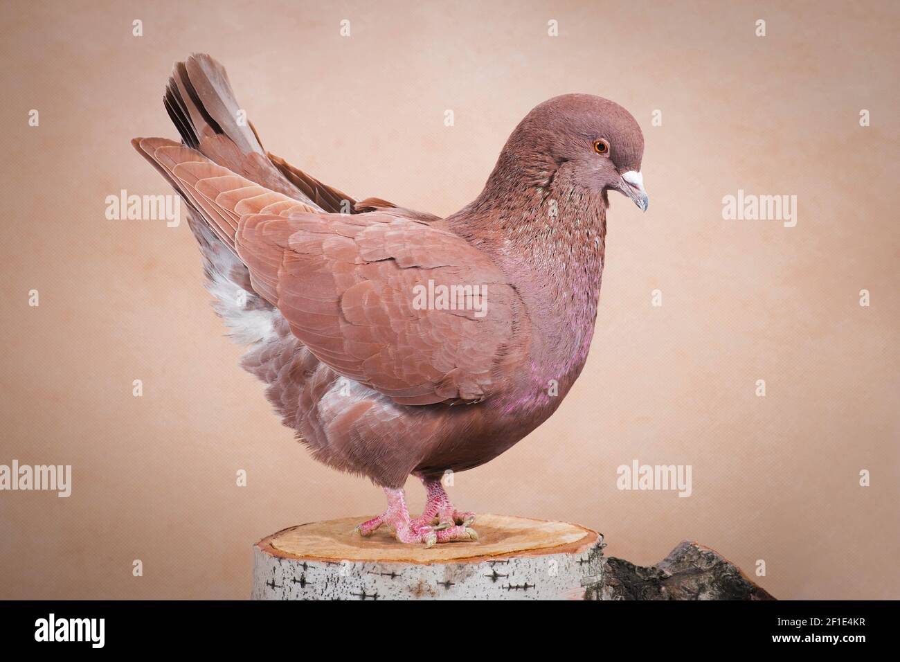 King Pigeon Breeding