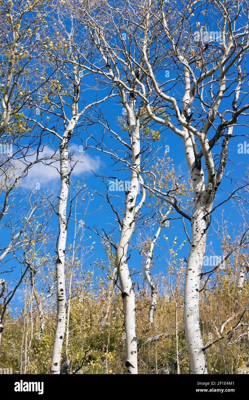 Leaves Falling Off Trees In Winter