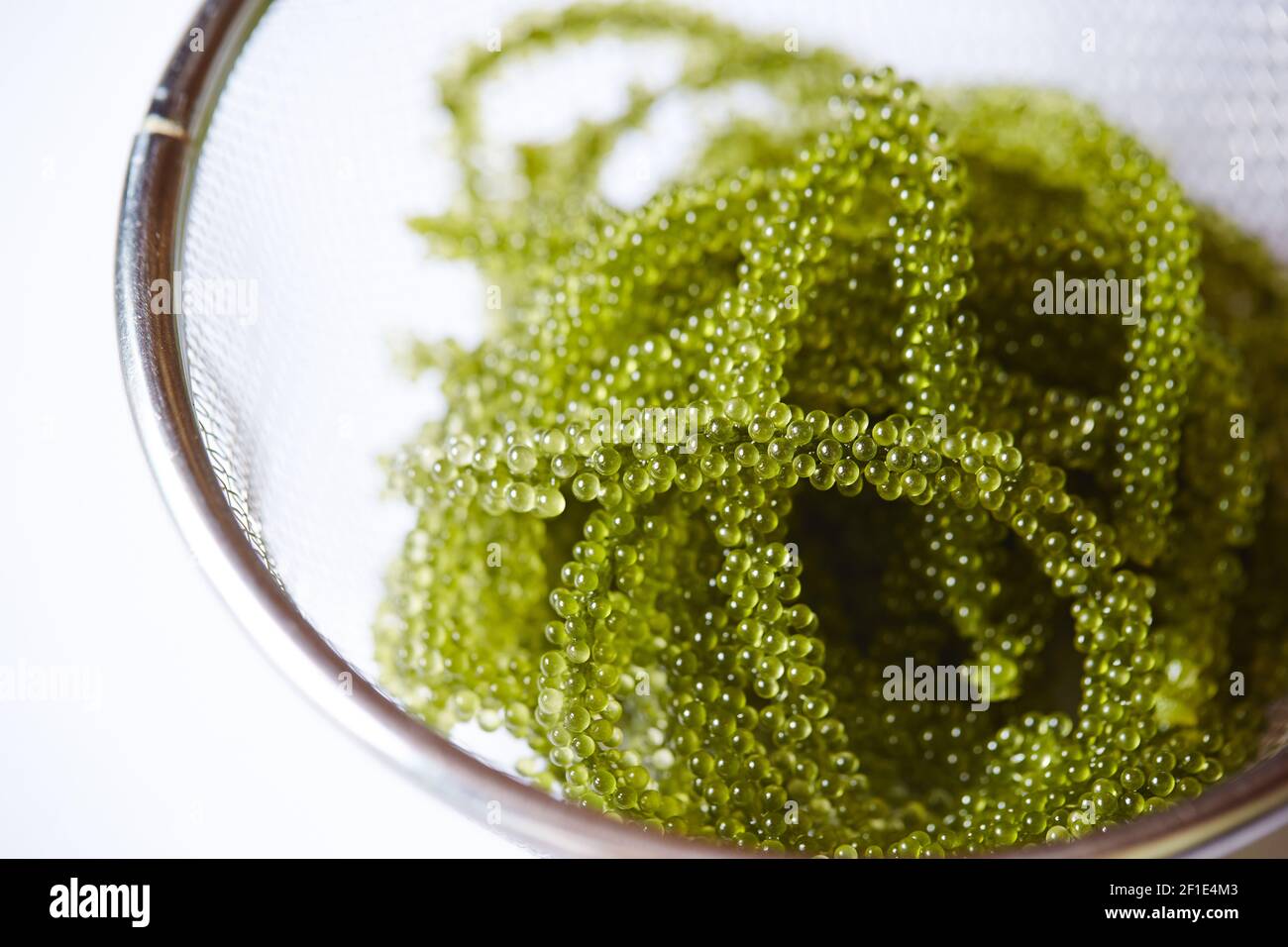 Caulerpa lentillifera hi-res stock photography and images - Alamy