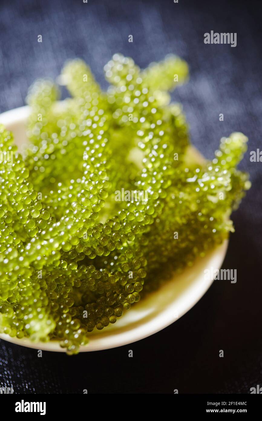 Caulerpa lentillifera hi-res stock photography and images - Alamy