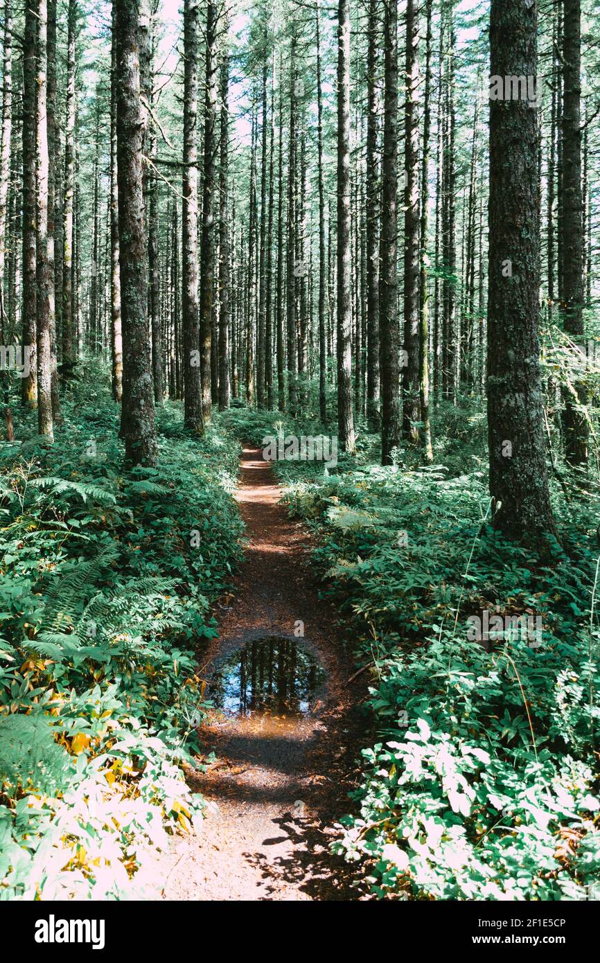 A vertical shot of pathway with water puddle in the forest Stock Photo ...