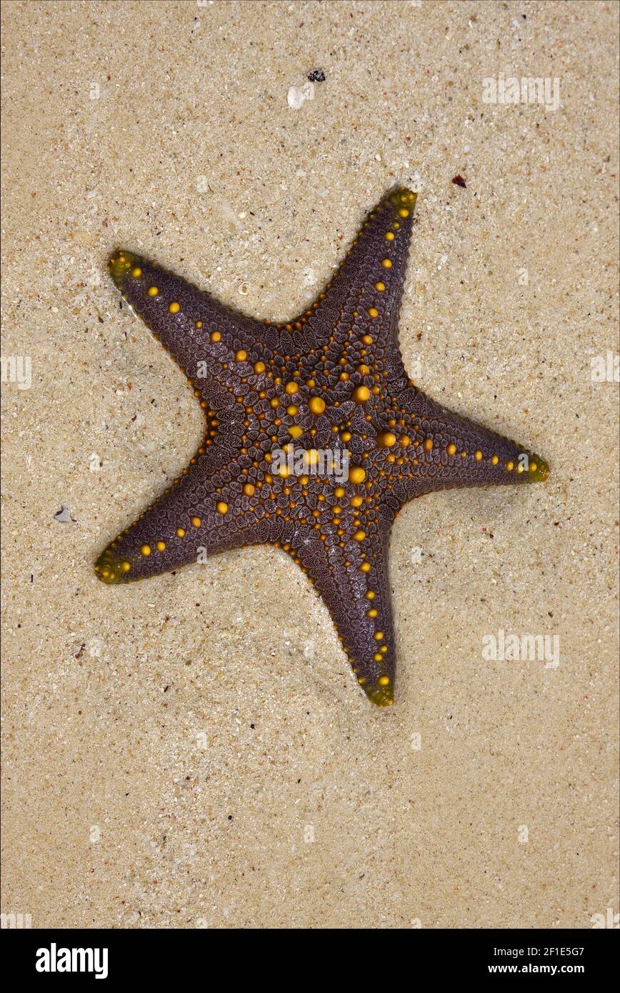 Five point star fish hi-res stock photography and images - Alamy