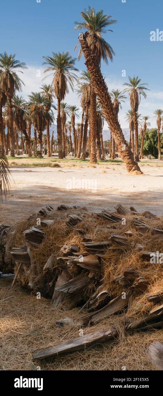 Death valley trees hi-res stock photography and images - Alamy