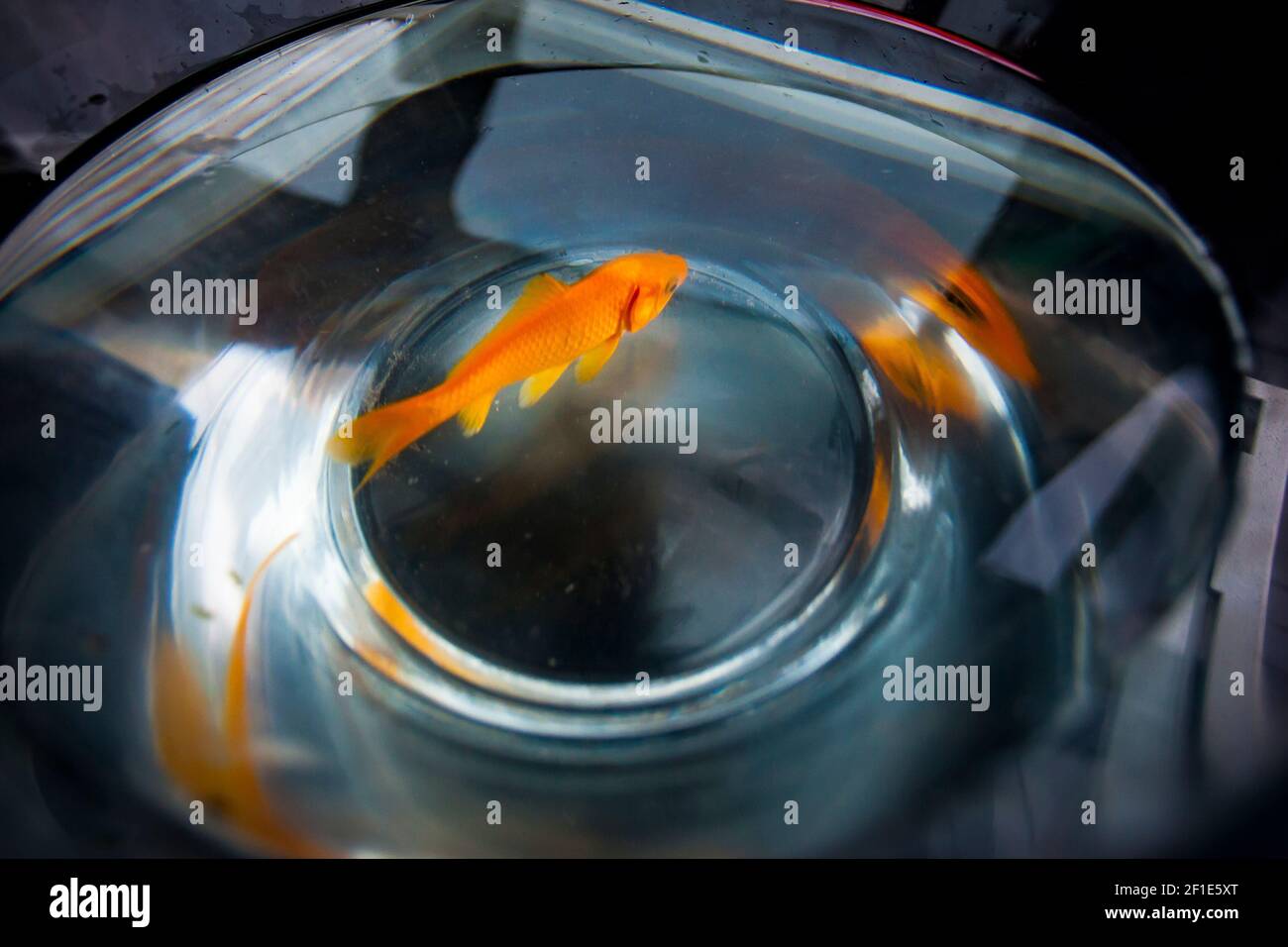 Goldfish swimming in bowl hi-res stock photography and images - Alamy