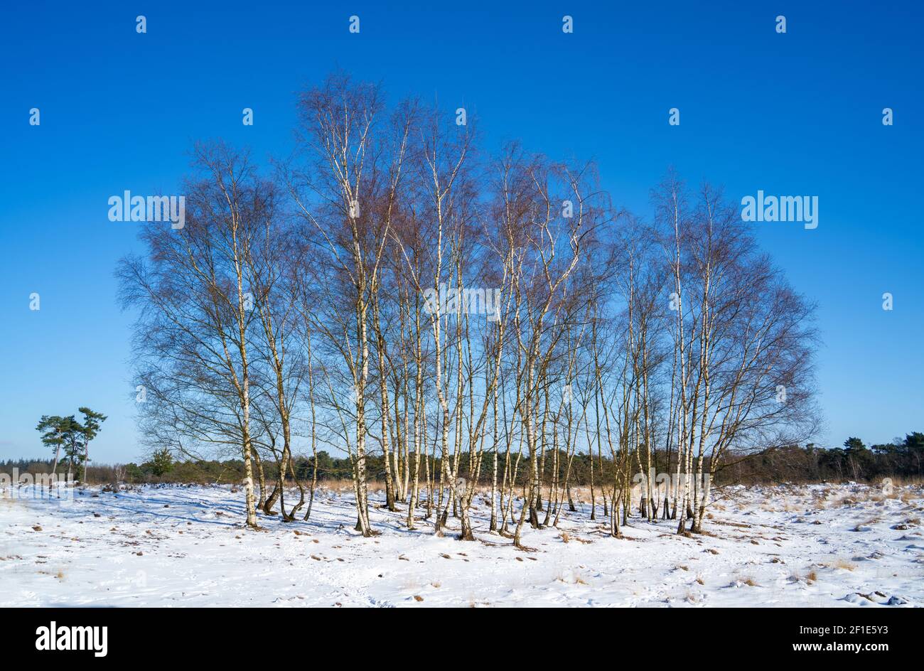 Birch Tree Betula Winter High Resolution Stock Photography and Images ...