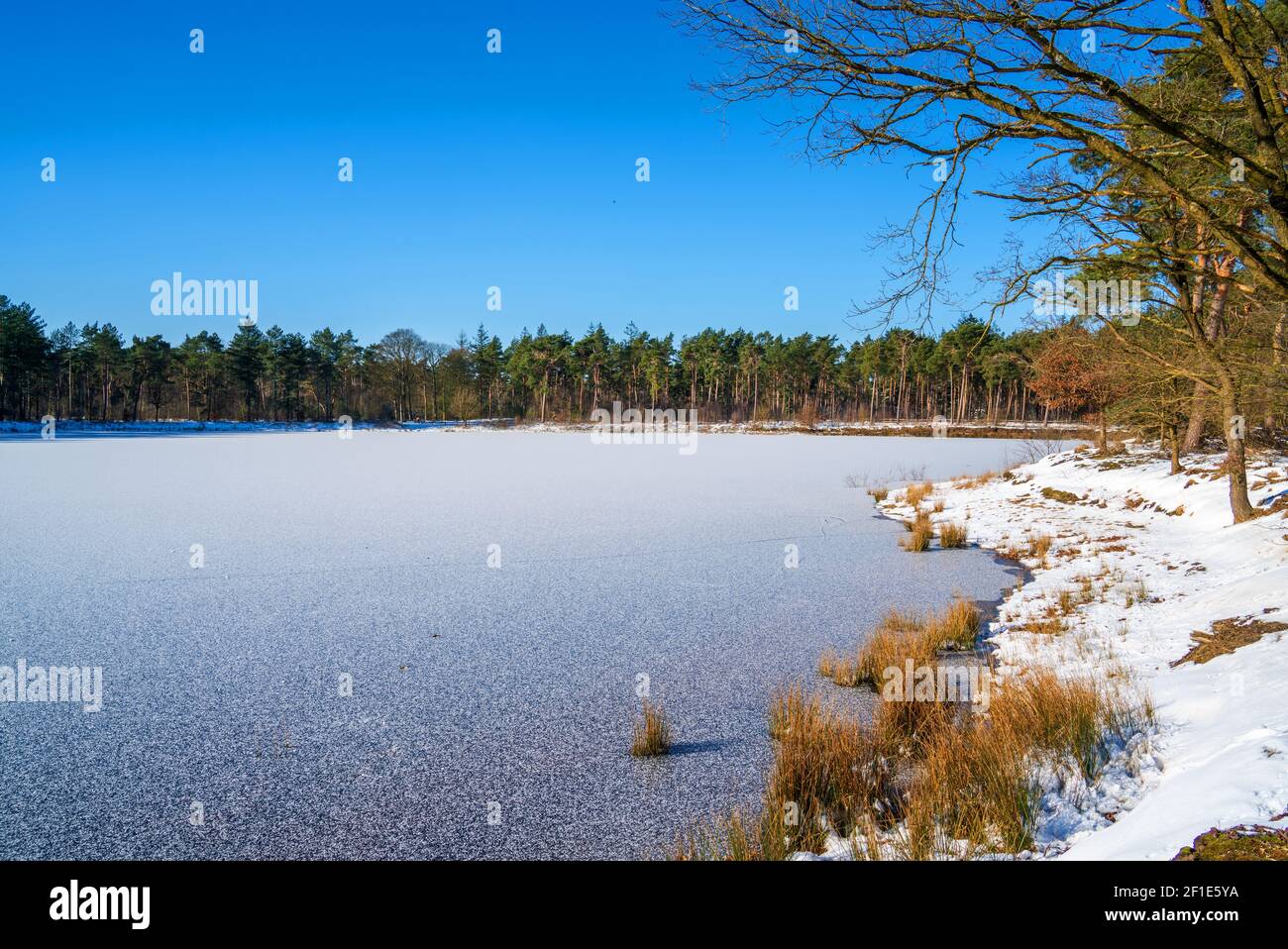 Frozen pond in the forest Stock Photo - Alamy