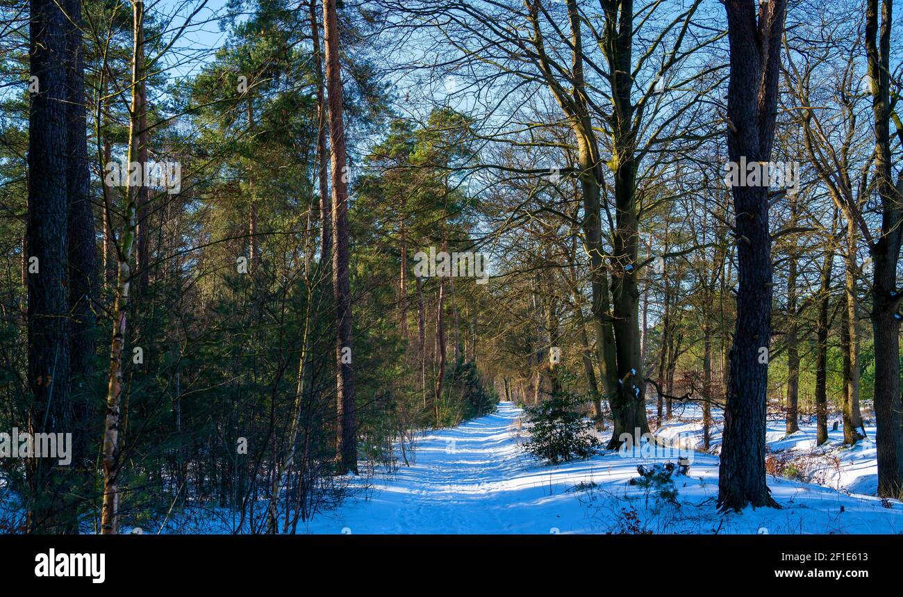 Winter scene with snow in the forest Stock Photo - Alamy