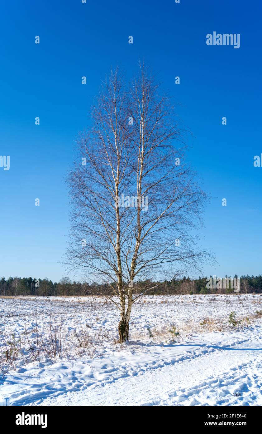 Winter sunny birch forest hi-res stock photography and images - Alamy