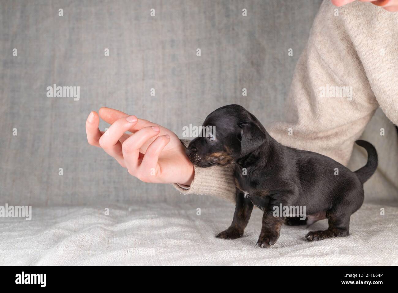 Five week old Jack Russel puppy in brindle color. Little dog plays with ...