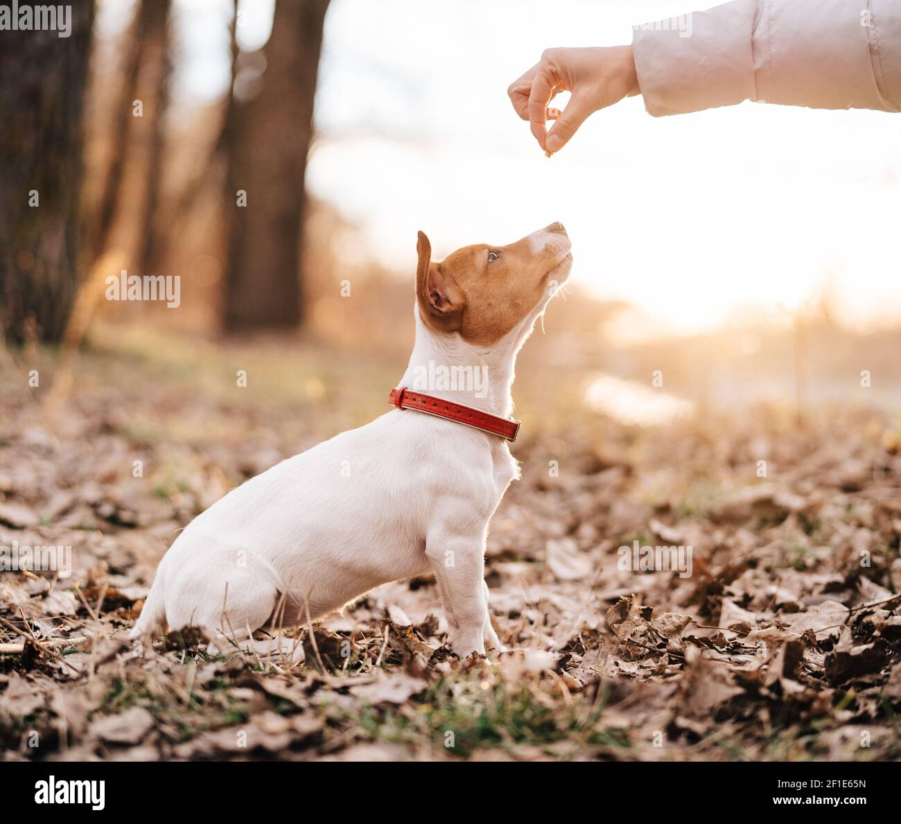 small purebred dog walking in nature in autumn walk fresh air ...