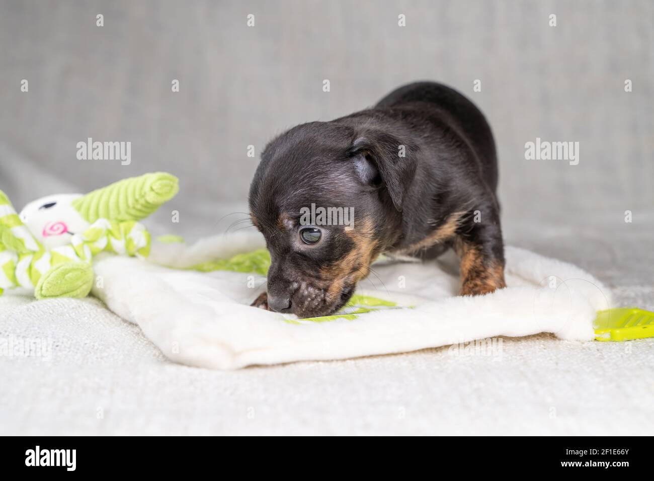 Brown and black, brindle Jack Russell Terrie puppy. Sniff around on a ...