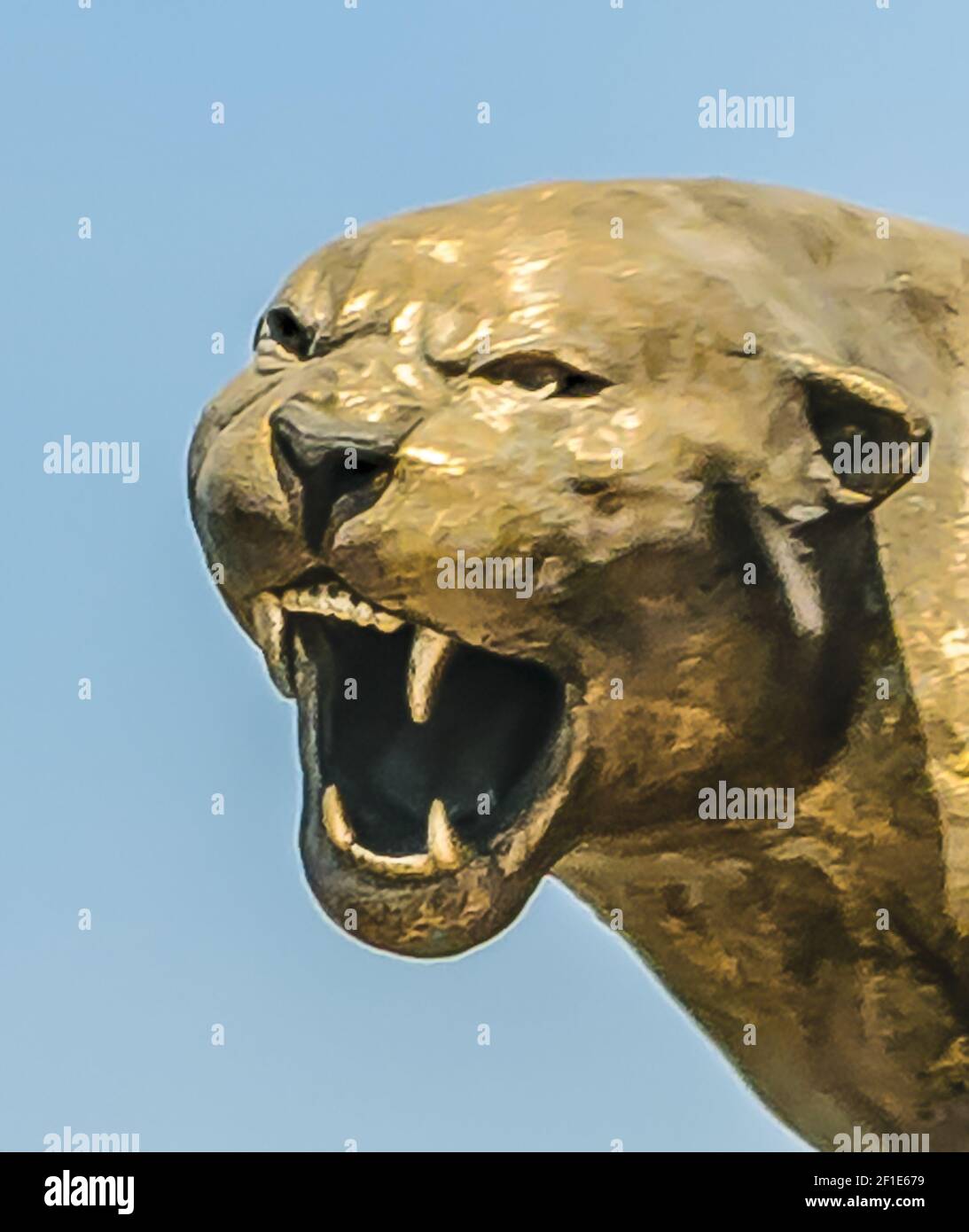 Angry cougar hi-res stock photography and images - Alamy