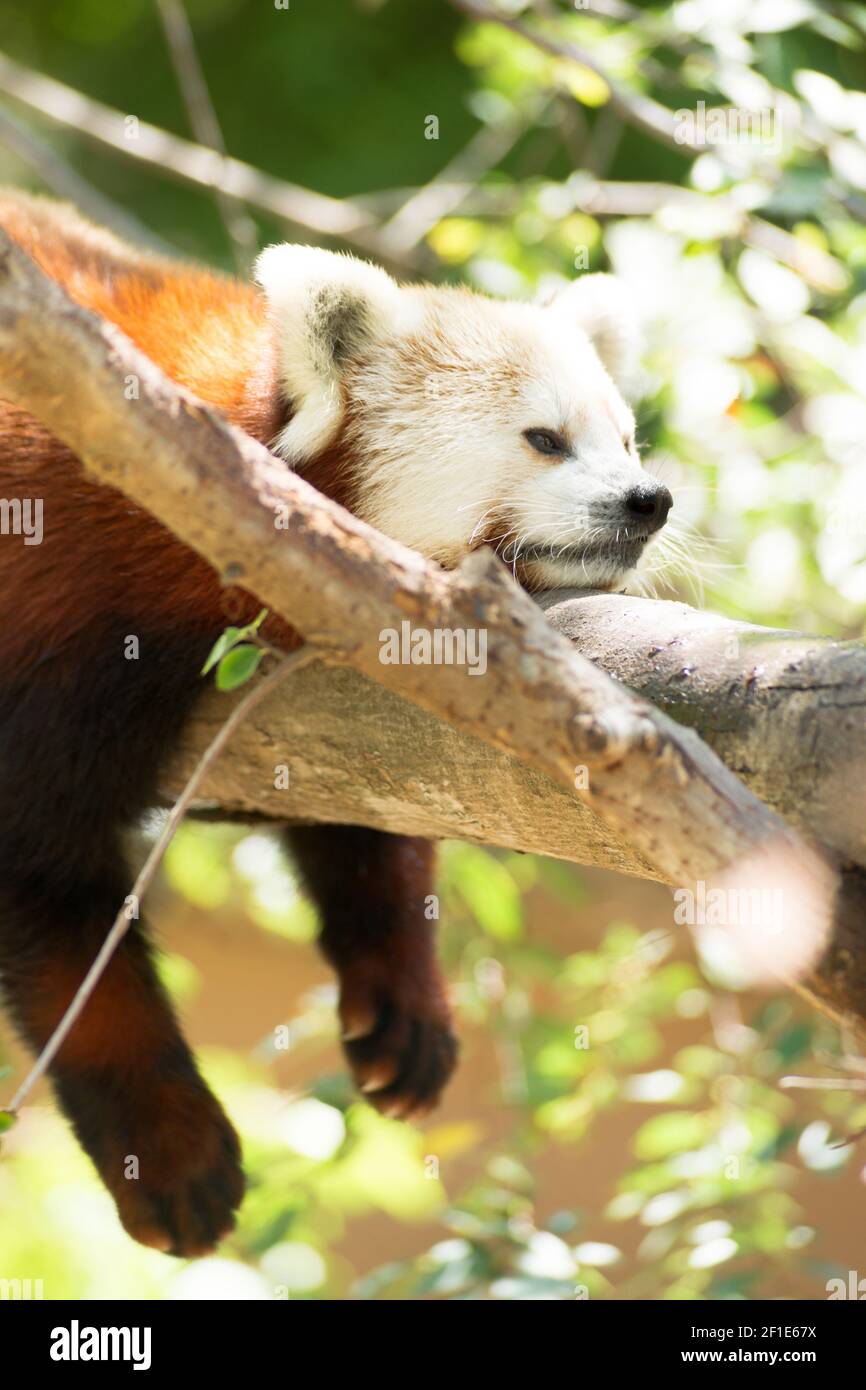 Red panda climbing down tree hi-res stock photography and images - Alamy
