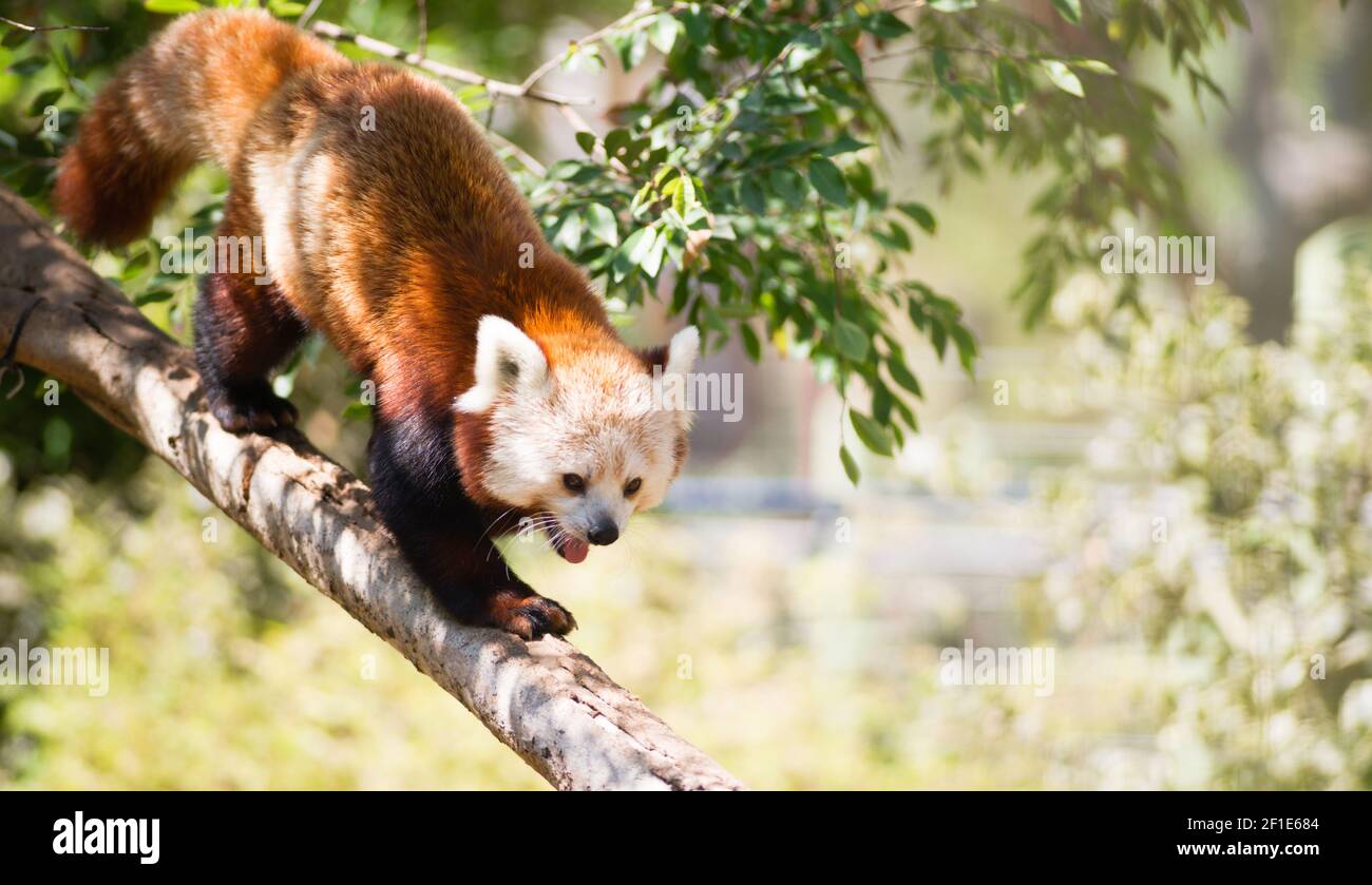 Red Panda Wild Animal Walking Down Tree Limb Stock Photo - Alamy