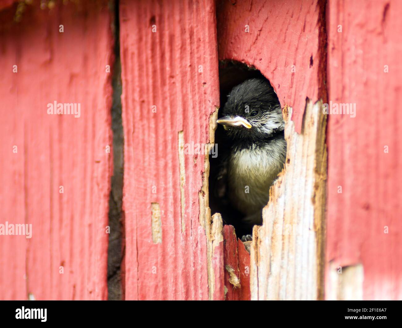 Black Capped Chickadee Young High Resolution Stock Photography and ...