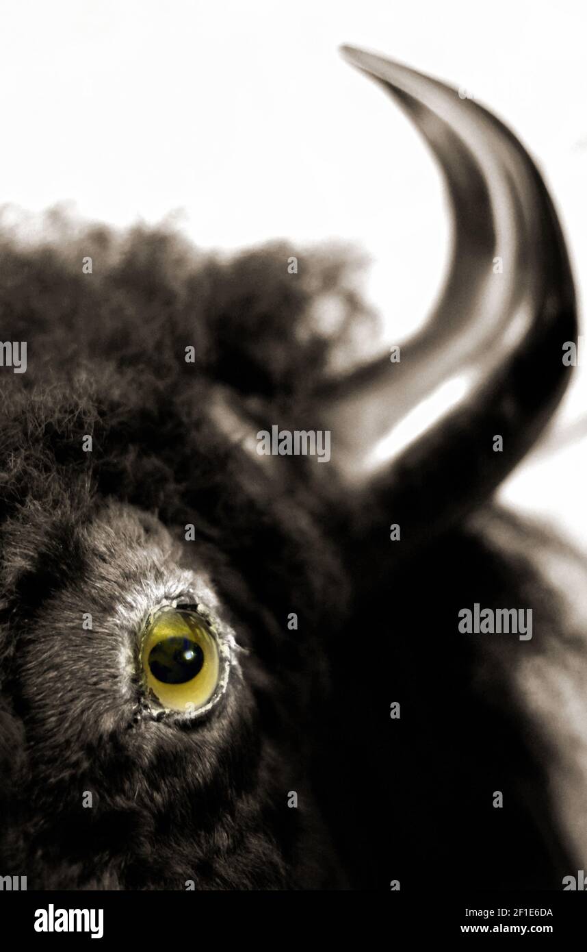 stuffed cow head Stock Photo - Alamy