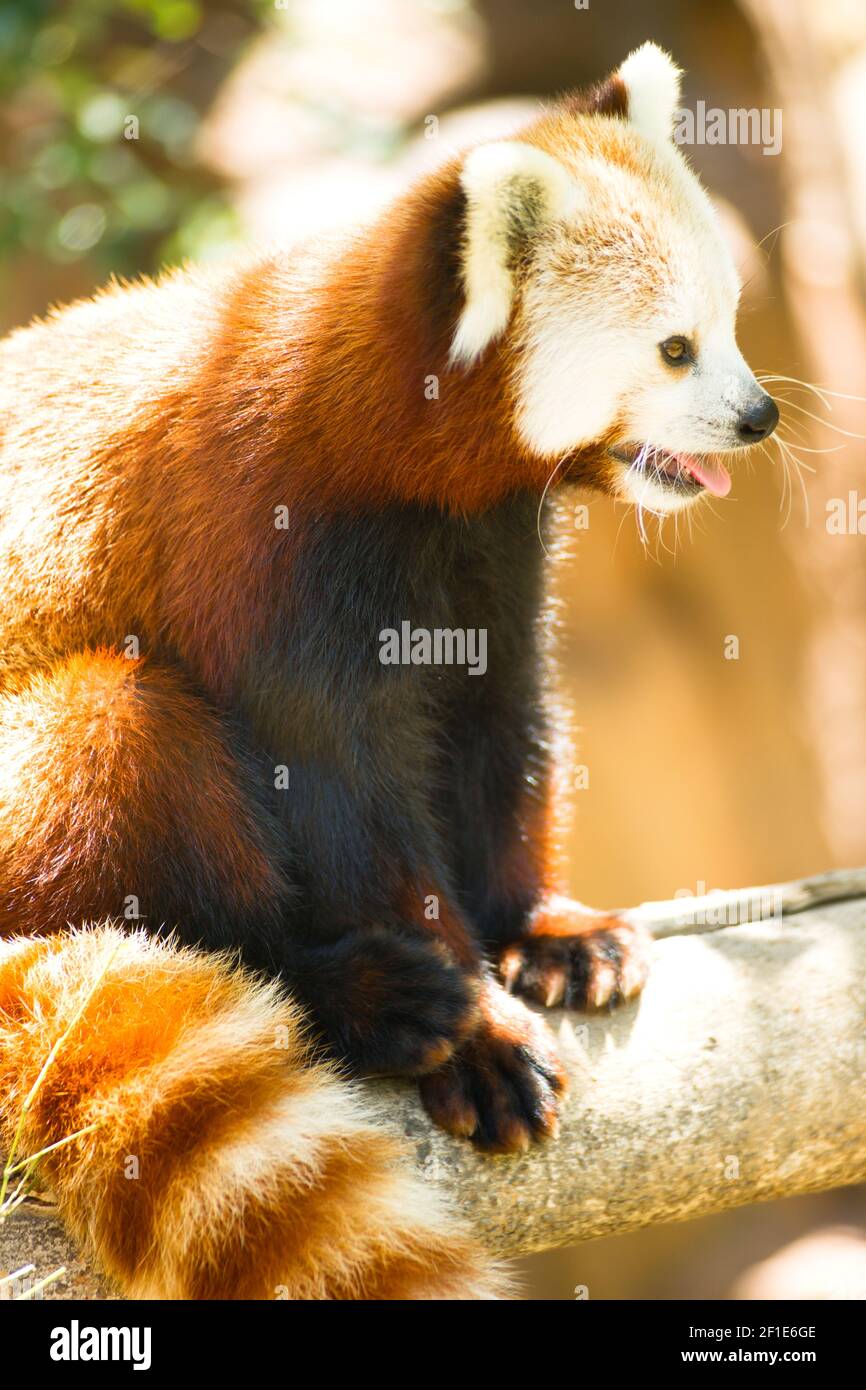 Red Panda Wild Animal Resting Sitting Tree Limb Stock Photo - Alamy