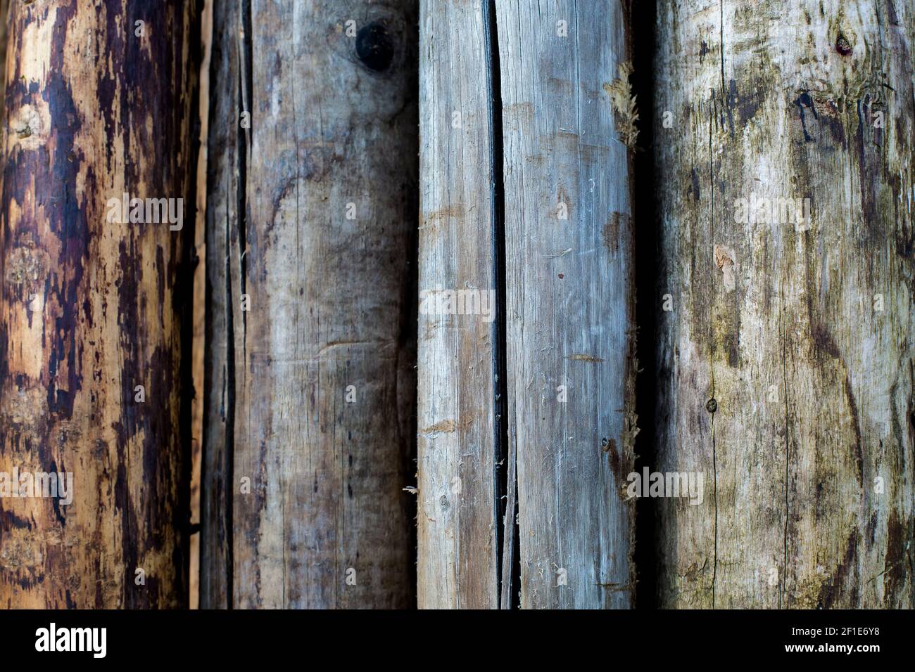 Logs of trees next to each-other Stock Photo - Alamy