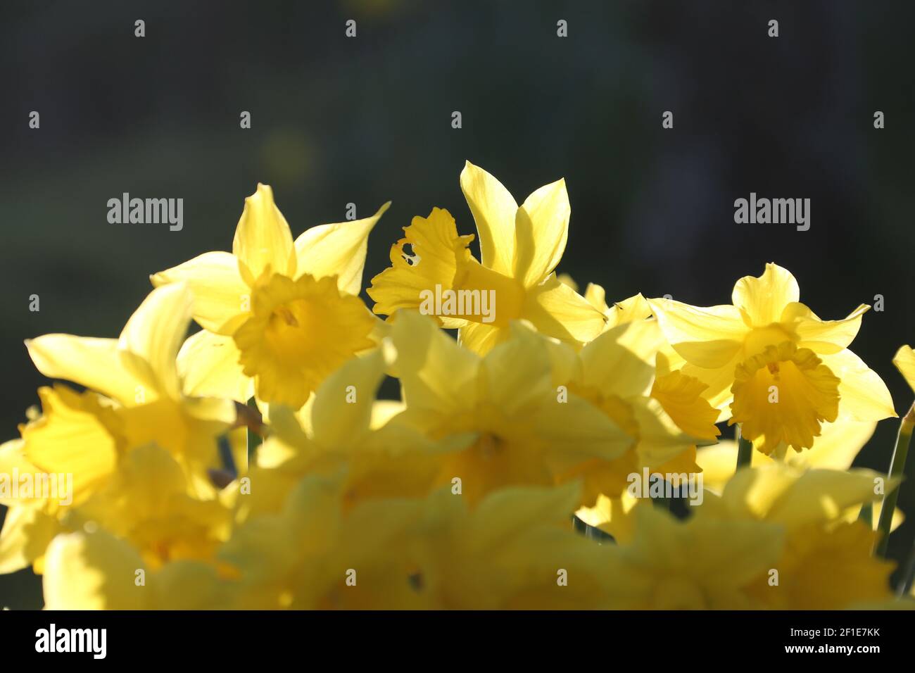 Whiteleys Farm, Maybole, South Ayrshire , Scotland, UK. The farm hjas ...