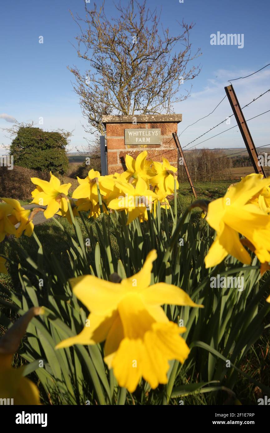 Whiteleys Farm, Maybole, South Ayrshire , Scotland, UK. The farm hjas ...