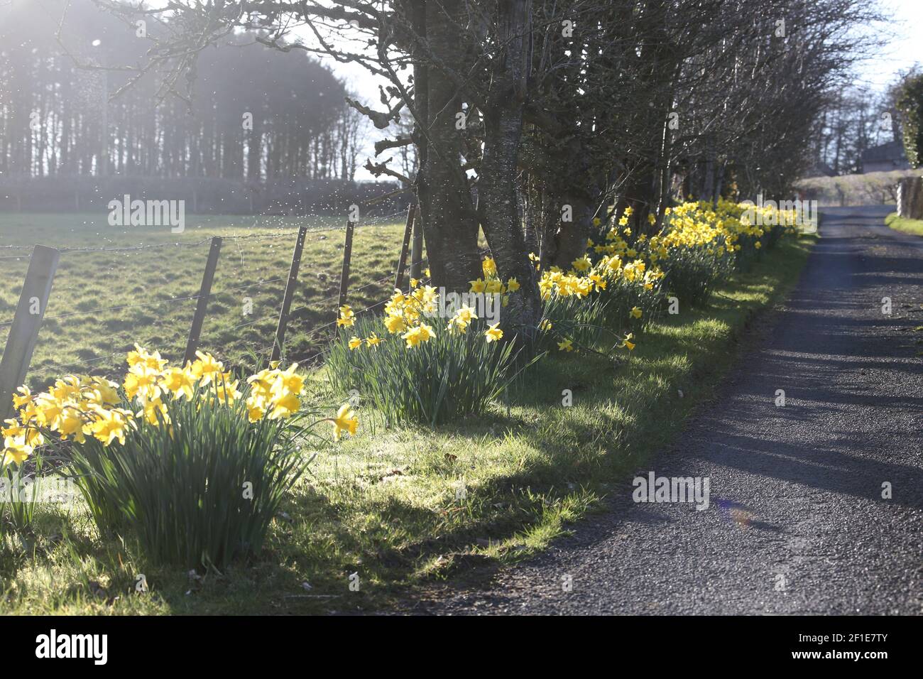 Whiteleys Farm, Maybole, South Ayrshire , Scotland, UK. The farm hjas ...
