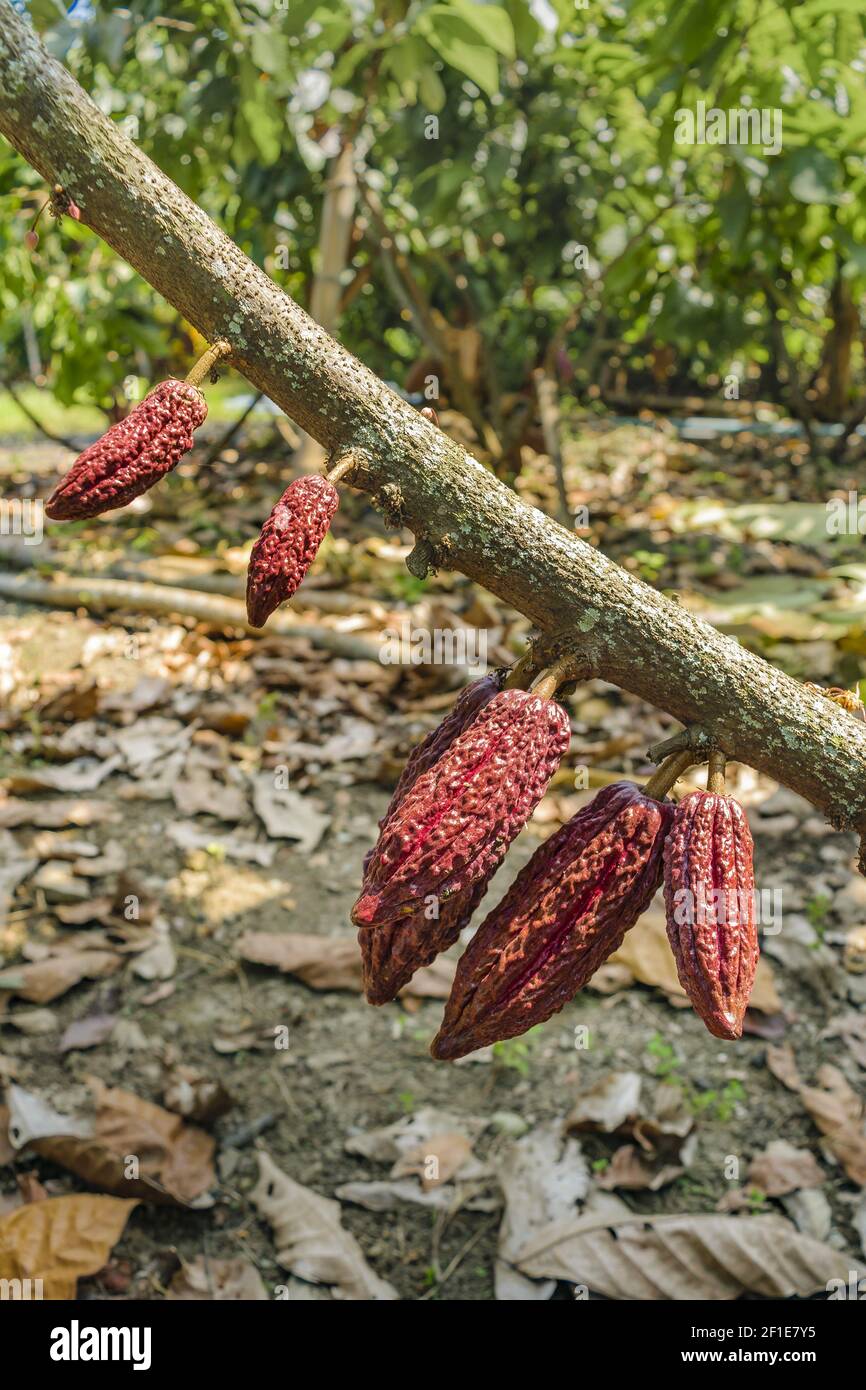 Ecuadorian cacao plant hi-res stock photography and images - Alamy